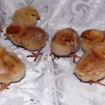 Chicks – Orchard Poultry and Bees