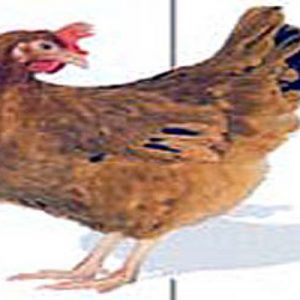 Hybrids – Orchard Poultry and Bees