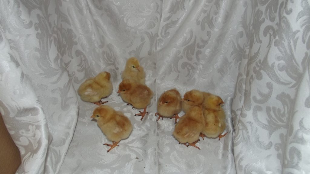 rr. Poulet Goulois Chicks. (Hybrid-Table) – Orchard Poultry and Bees