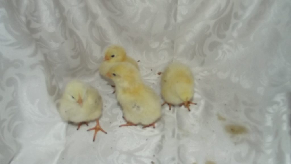 r. White Farm Ranger Chicks. (White skin Hubbard, Hybrid-Table ...