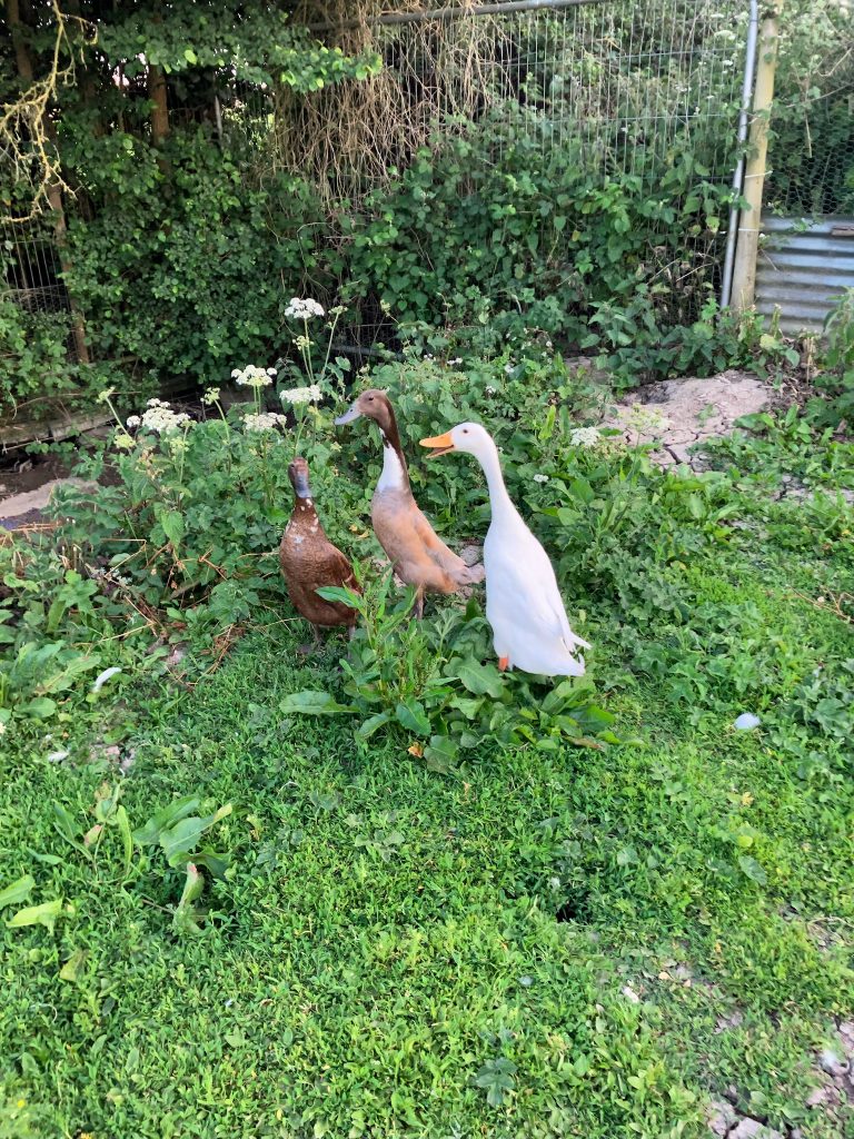 Indian Runner Ducks – 4 x Chocolate colour. – Orchard Poultry and Bees